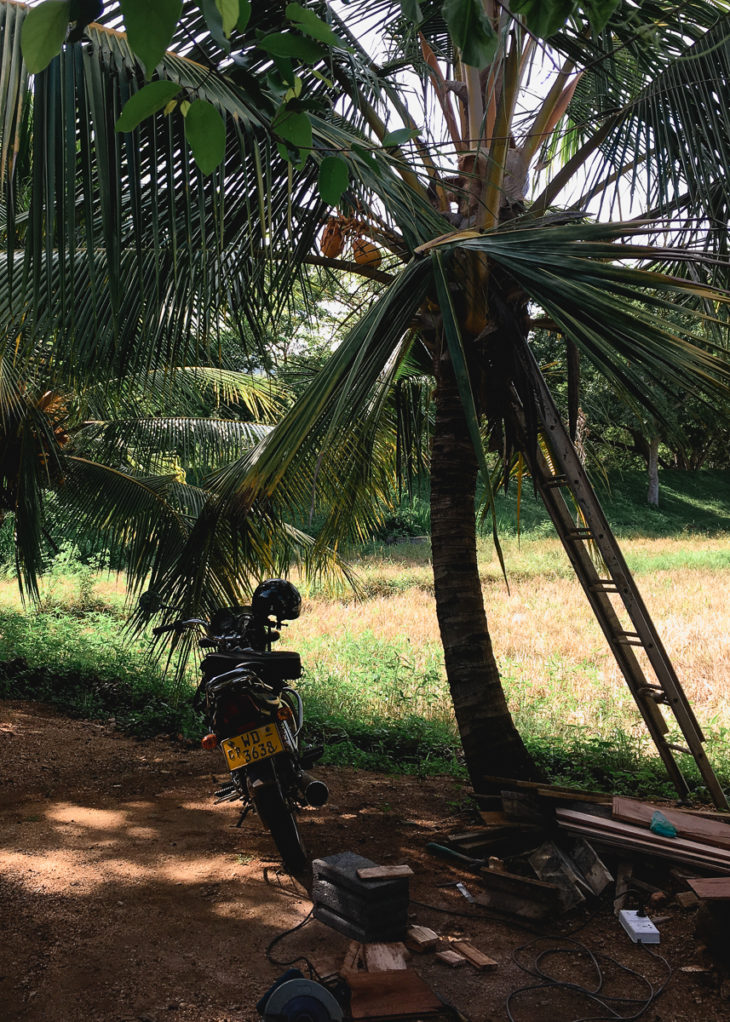 A Secret Jungle Treehouse in Sri Lanka — ELSEWHERE